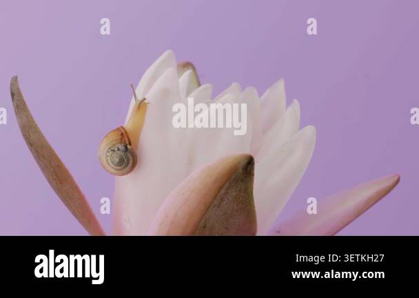 Macro shot of the snail crawls on a water lily flower on a purple ...