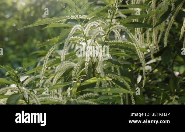 Flowering sweet chestnut tree branches with long catkins illuminated by ...