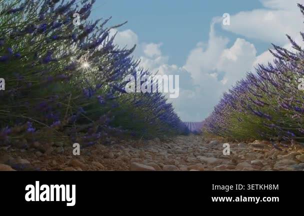 Blooming lavender fields with blue lavender flowers in summer France ...
