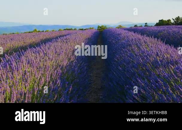 Blooming lavender fields with blue lavender flowers in summer France ...