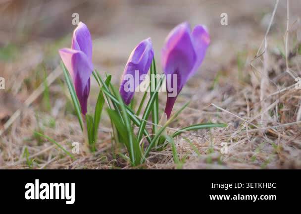 Close-up of several purple crocus blossoms with green leaves rising ...
