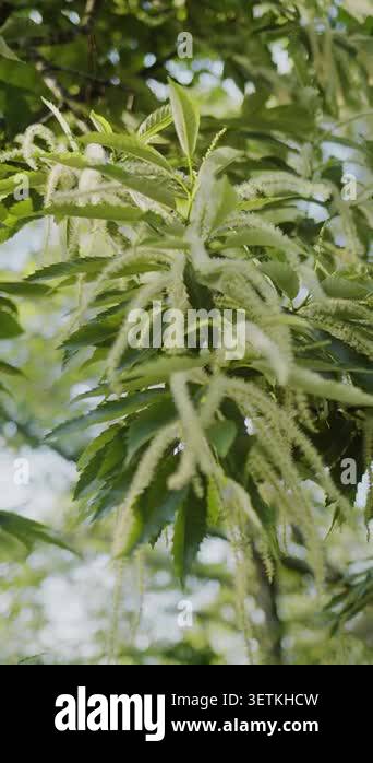 Flowering sweet chestnut tree branches with long catkins illuminated by ...