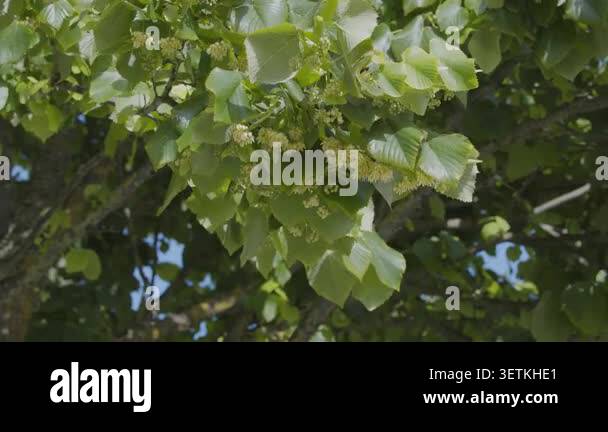 Close-up video of a blooming linden tree with delicate yellow flowers ...