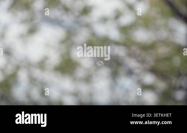 Close up of a person using a squeegee with water to clean bird ...
