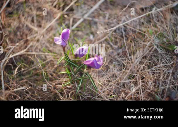 Small purple blossoms appear among tangled dry grass in a natural field ...