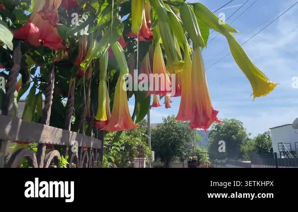 Brugmansia aurea plant blooming delicate beautiful romantic yellow ...