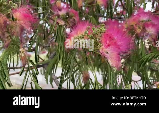 Albizia julibrissin plant blooming delicate beautiful romantic fluffy ...