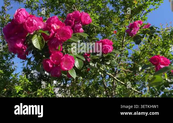 Rosa Hybrida Hybrid Tea plant blooming delicate beautiful romantic red ...