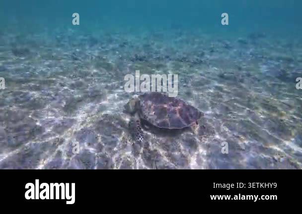 snorkeling with a green sea turtle at gili trawangan Stock Video ...
