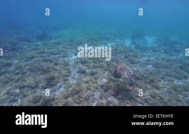 snorkeling with a green sea turtle at gili trawangan Stock Video ...