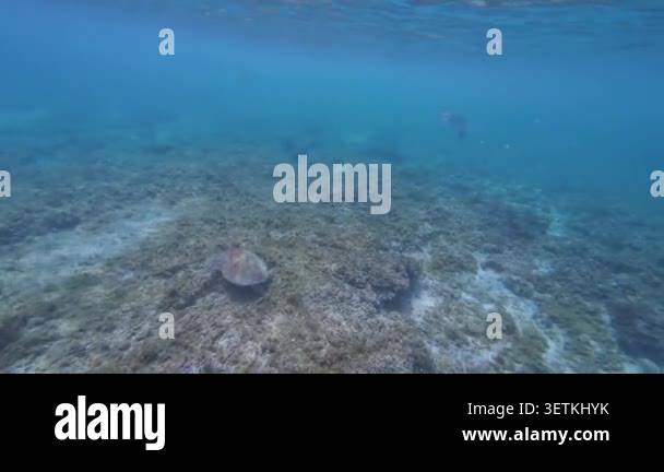 snorkeling with a green sea turtle at gili trawangan Stock Video ...