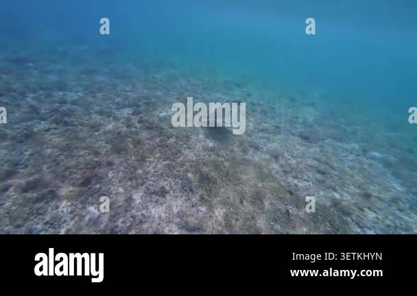 snorkeling with a green sea turtle at gili trawangan Stock Video ...