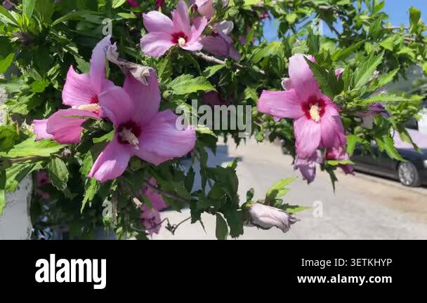 Flowering bloom tree of Hibiscus syriacus, pink buds in garden in rays ...