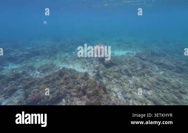 snorkeling with a green sea turtle at gili trawangan Stock Video ...