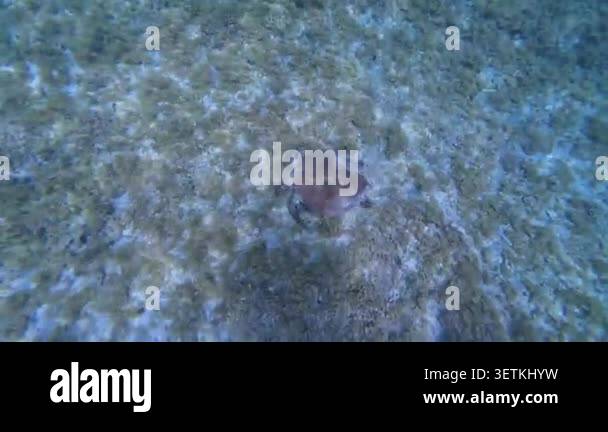 snorkeling with a green sea turtle at gili trawangan Stock Video ...