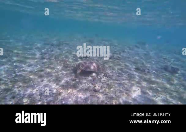 snorkeling with a green sea turtle at gili trawangan Stock Video ...