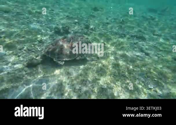 snorkeling with a green sea turtle at gili trawangan Stock Video ...