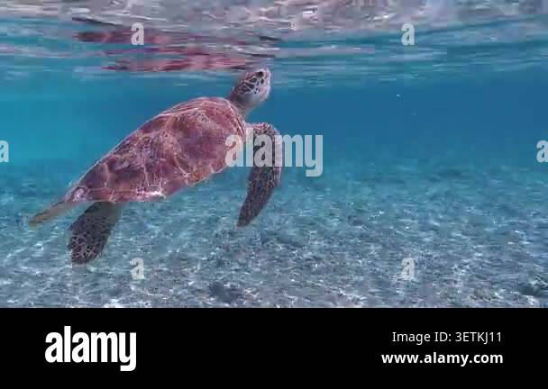 snorkeling with a green sea turtle at gili trawangan Stock Video ...