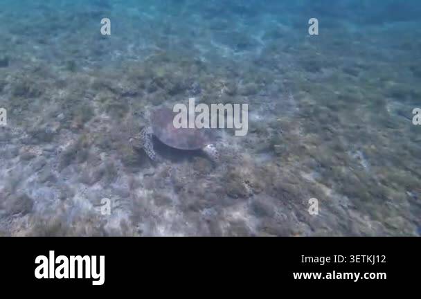 snorkeling with a green sea turtle at gili trawangan Stock Video ...