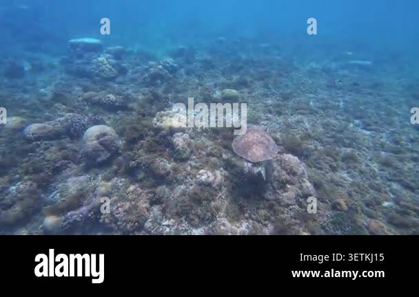 snorkeling with a green sea turtle at gili trawangan Stock Video ...