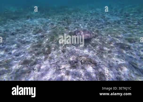 snorkeling with a green sea turtle at gili trawangan Stock Video ...