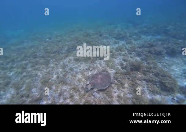 snorkeling with a green sea turtle at gili trawangan Stock Video ...