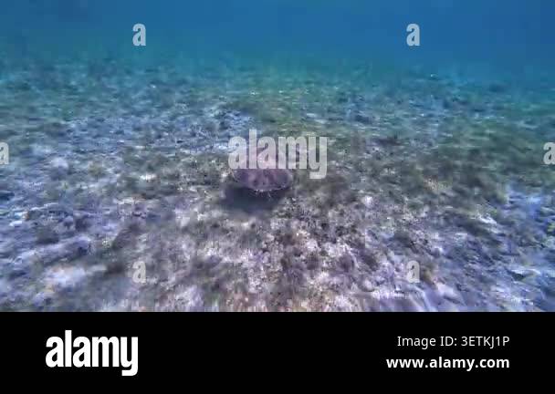 snorkeling with a green sea turtle at gili trawangan Stock Video ...