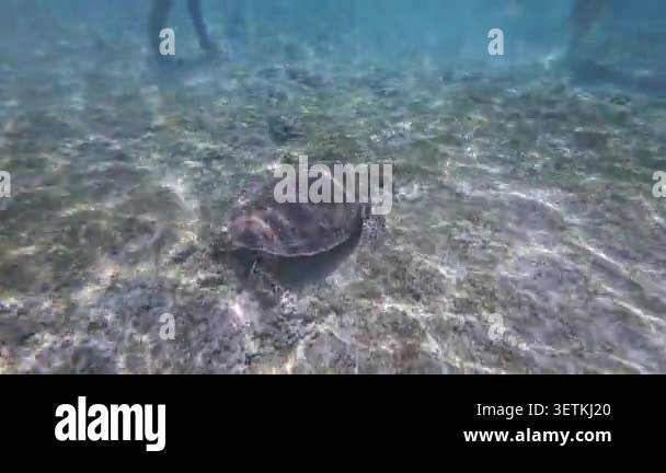 snorkeling with a green sea turtle at gili trawangan Stock Video ...