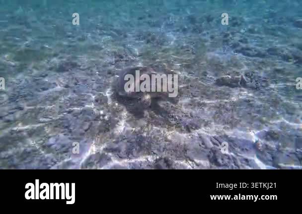 snorkeling with a green sea turtle at gili trawangan Stock Video ...