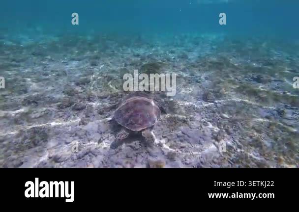snorkeling with a green sea turtle at gili trawangan Stock Video ...