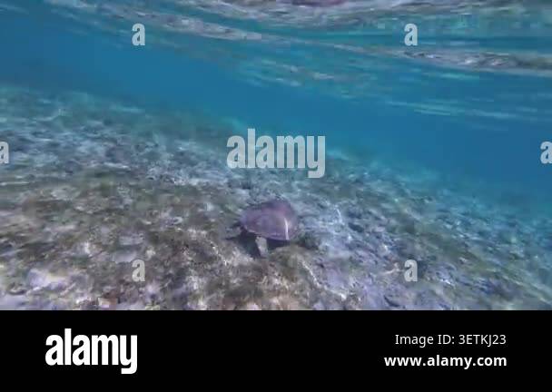 snorkeling with a green sea turtle at gili trawangan Stock Video ...