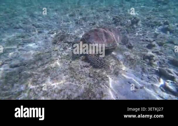 snorkeling with a green sea turtle at gili trawangan Stock Video ...