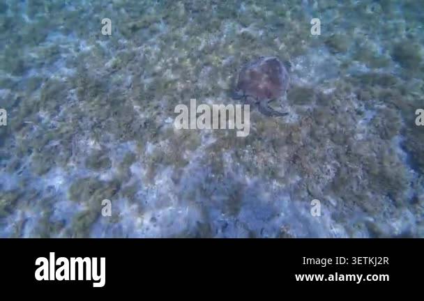 snorkeling with a green sea turtle at gili trawangan Stock Video ...