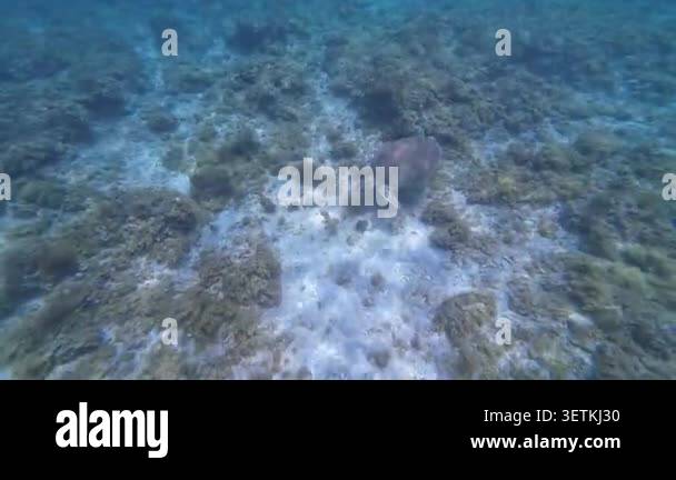 snorkeling with a green sea turtle at gili trawangan Stock Video ...