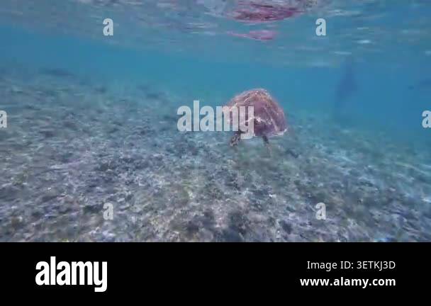 snorkeling with a green sea turtle at gili trawangan Stock Video ...