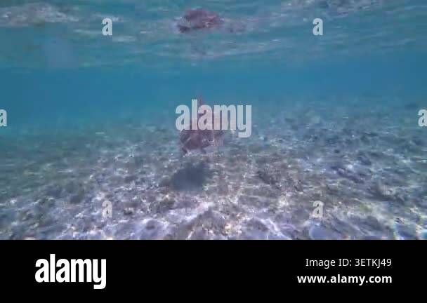 snorkeling with a green sea turtle at gili trawangan Stock Video ...