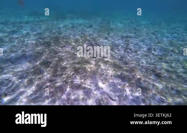 snorkeling with a green sea turtle at gili trawangan Stock Video ...