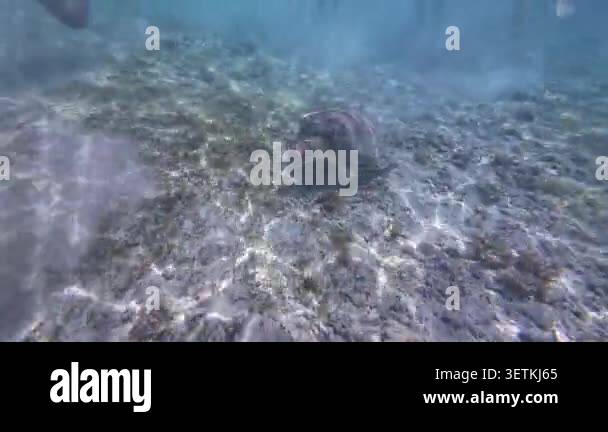 snorkeling with a green sea turtle at gili trawangan Stock Video ...