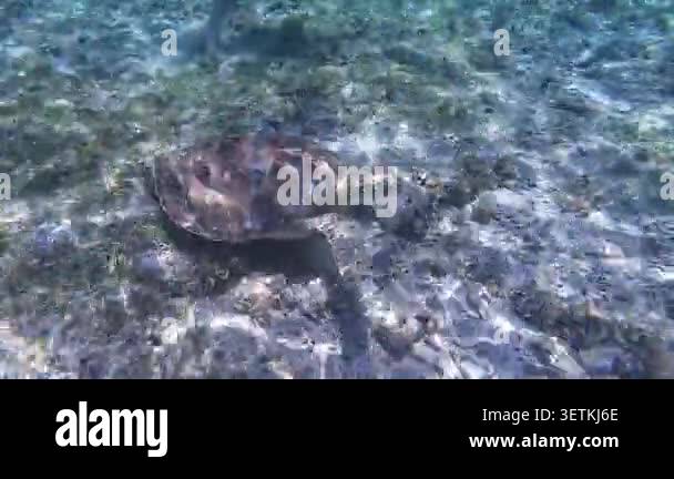 snorkeling with a green sea turtle at gili trawangan Stock Video ...