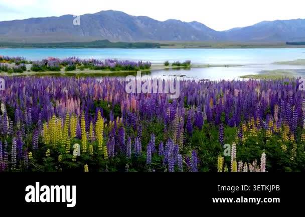Colourful lupine flowers blooming by serene lake and mountain landscape ...