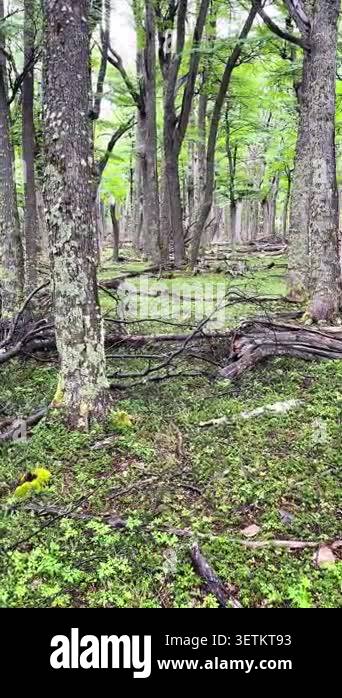 Beautiful forest near Lago del Desierto in Argentinian Patagonia Stock ...