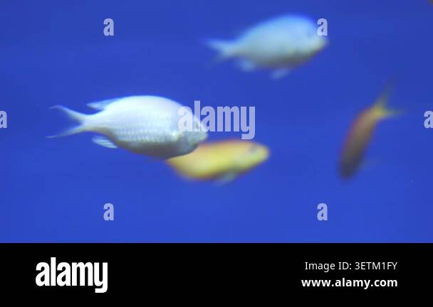Small tropical damselfish swimming together in a blue aquarium water ...