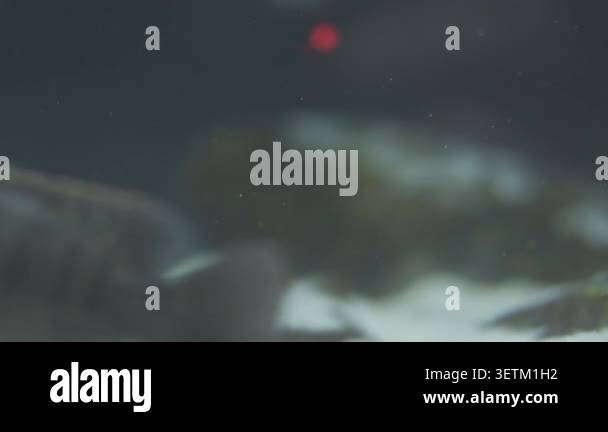 Close up of an Oscar fish swimming in a freshwater aquarium tank Stock ...