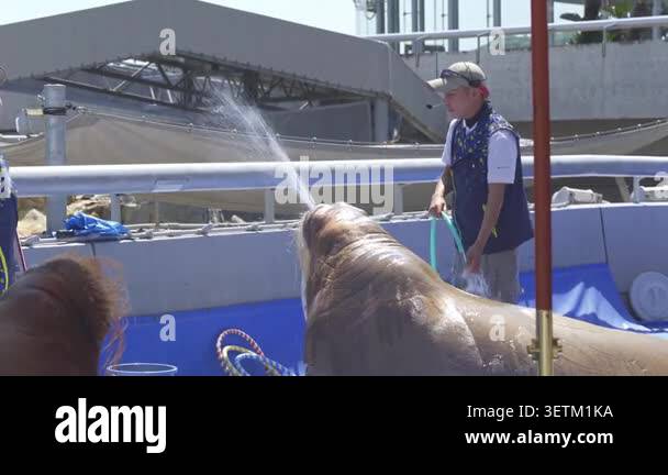 OITA, JAPAN - JUNE 2026: A trained walrus spraying water from its mouth ...