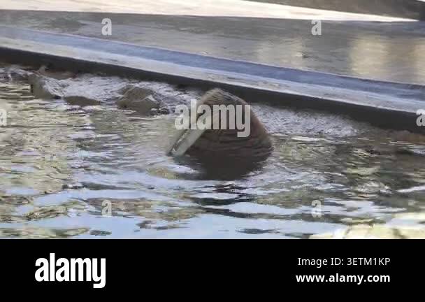 Walrus swimming and popping its head out of the water in an aquarium ...