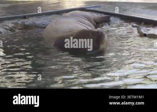 A large walrus with long tusks relaxing in a zoo aquarium pool Stock ...