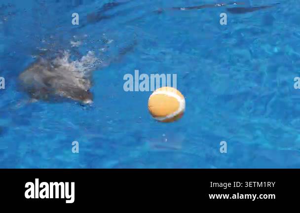 Trained bottlenose dolphin balancing a colorful ball on its nose while ...