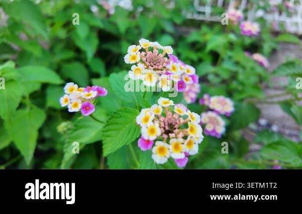 Close up of colorful lantana flowers swaying gently in the breeze in a ...