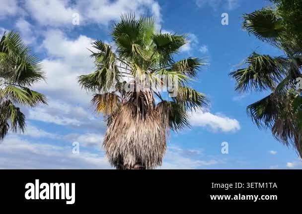 Low angle shot of palm trees blowing in the wind against a beautiful ...