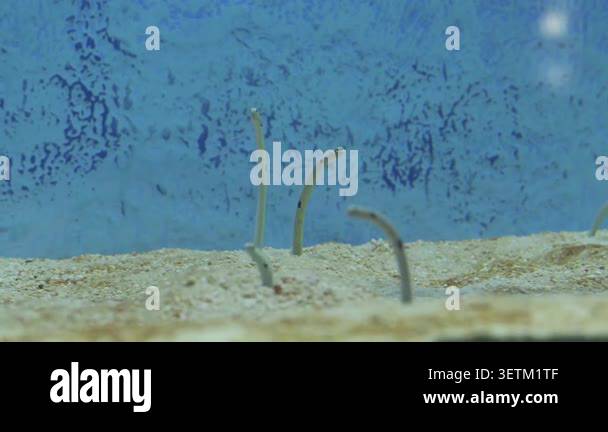 A group of spotted garden eels emerged from the sandy bottom inside the ...